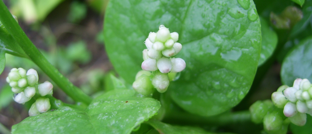 La baselle ou l’épinard tropical – Terre de culture