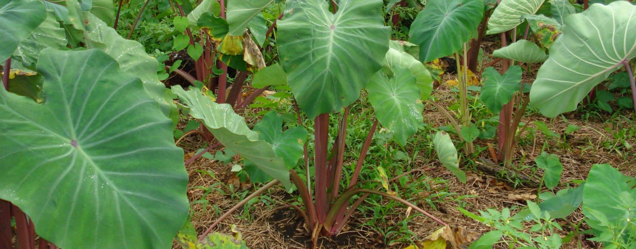 Taro – Terre de culture