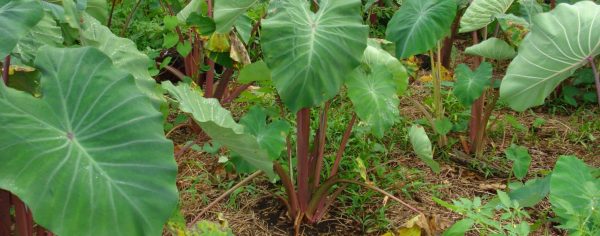 Tubercule – Terre de culture