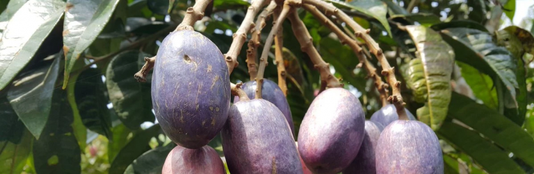 Atanga – Terre de culture