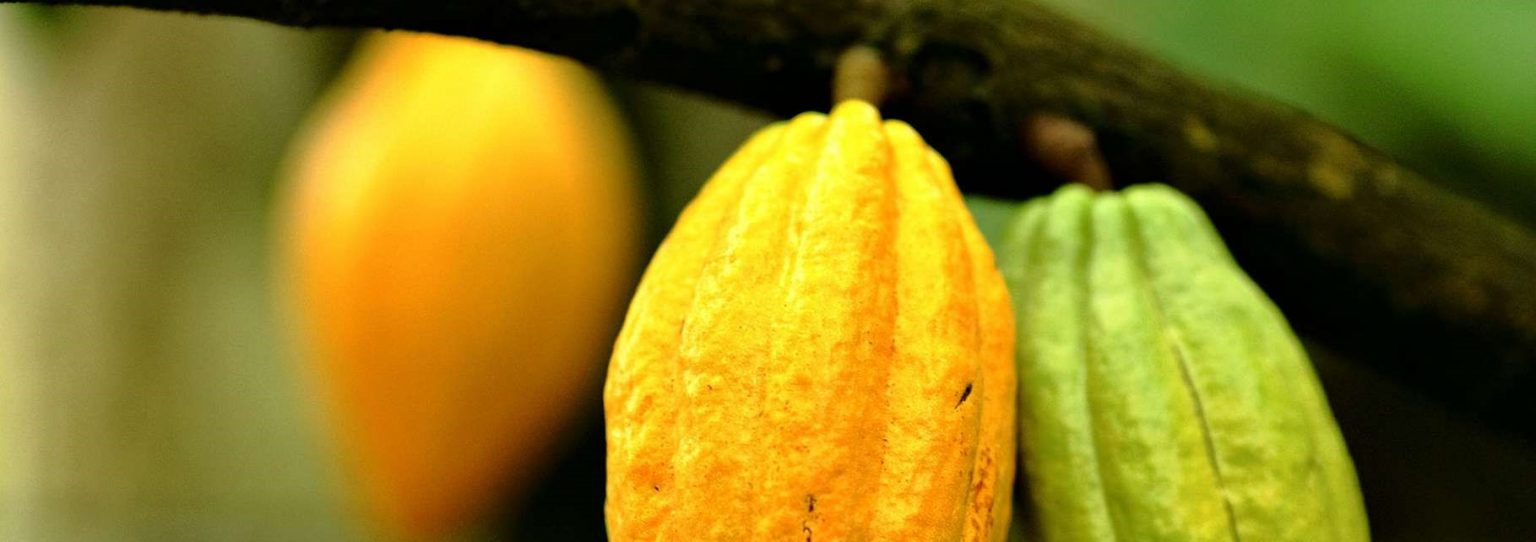 Cacaoyer – Terre de culture