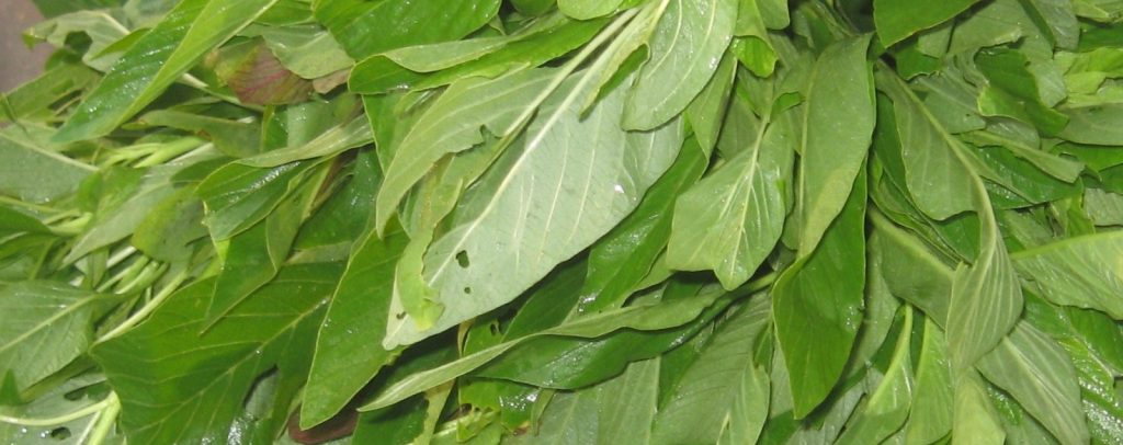 Folon ou Amaranthus viridis – Terre de culture