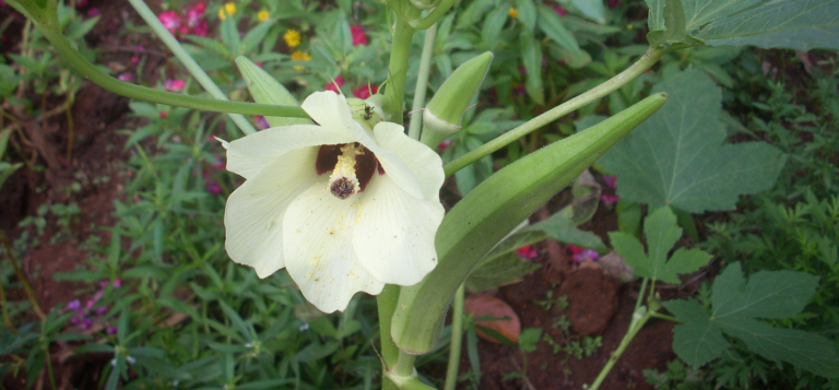 Agriculture – Terre de culture