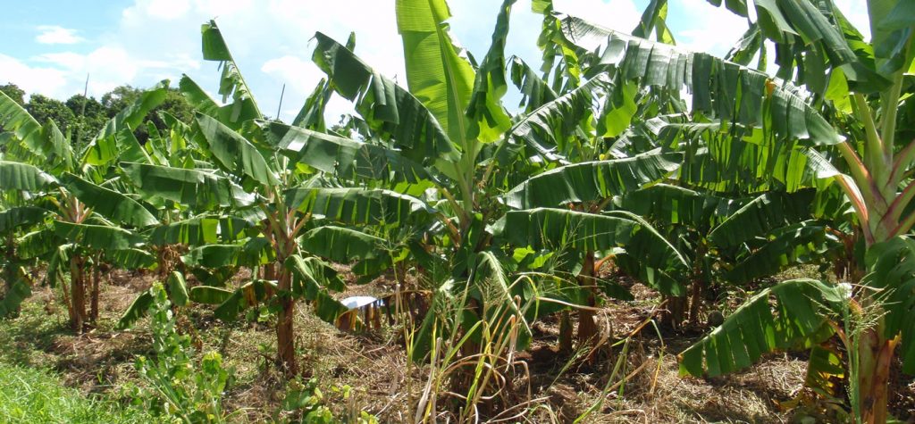 Banane plantain – Terre de culture