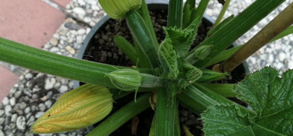 Cucurbitacée et pollinisation – Terre de culture