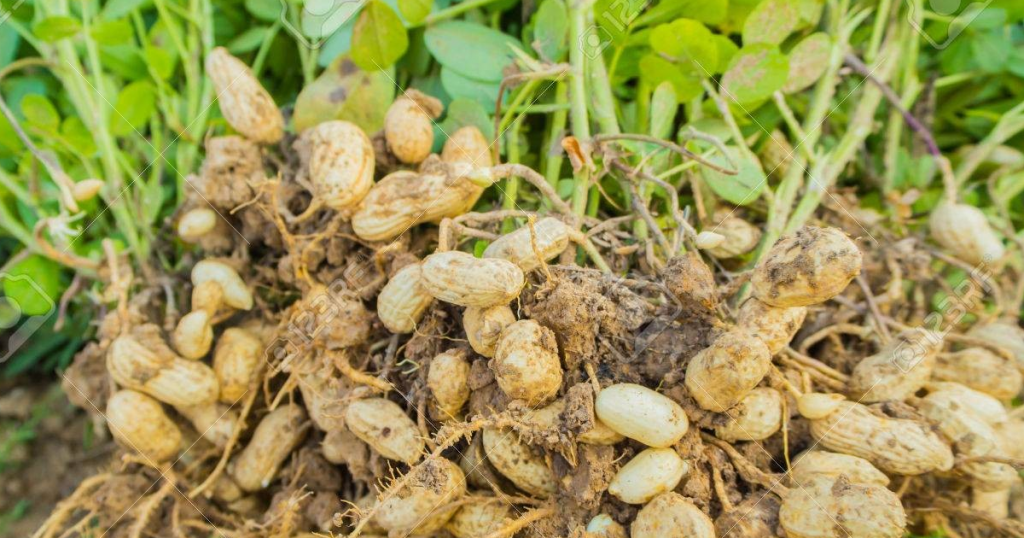 Le haricot – Terre de culture