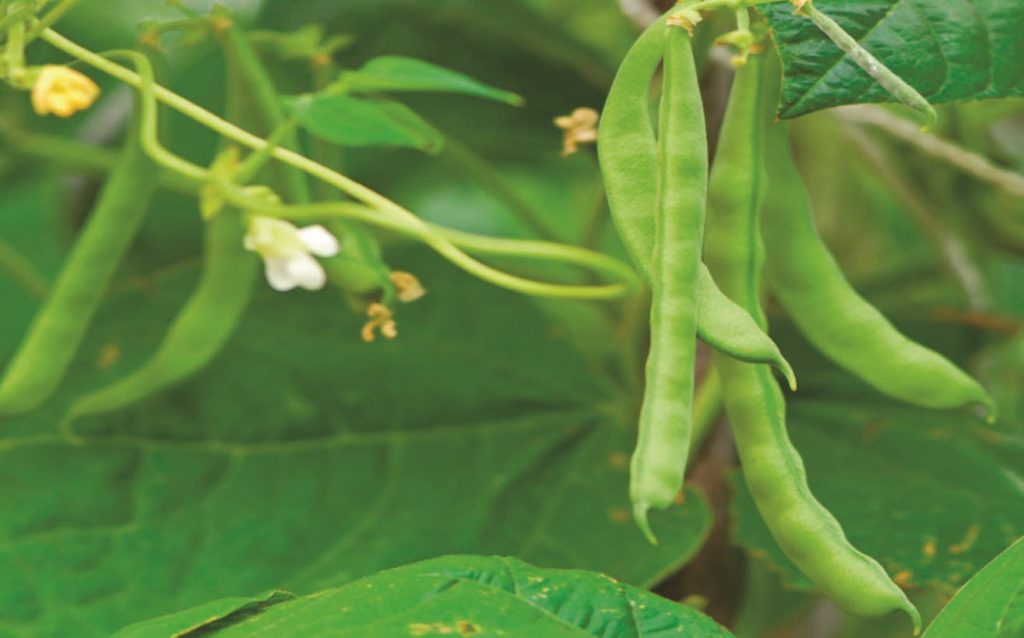 Le haricot – Terre de culture