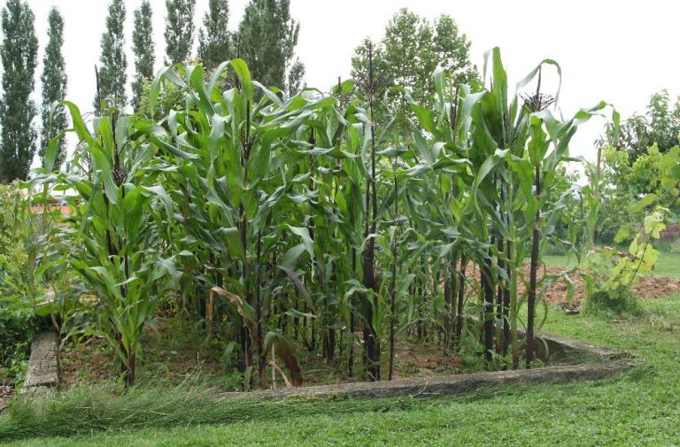 Le maïs – Terre de culture