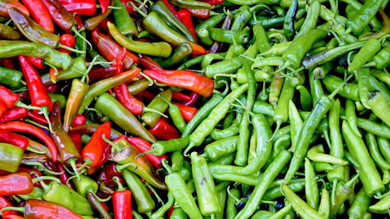 Piment – Terre de culture