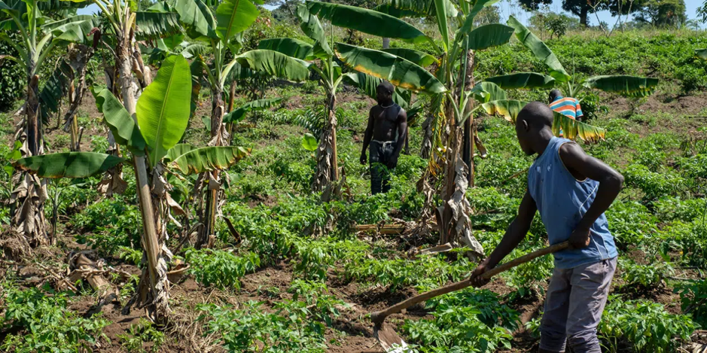 Le Bananier Plantain au Gabon – Terre de culture