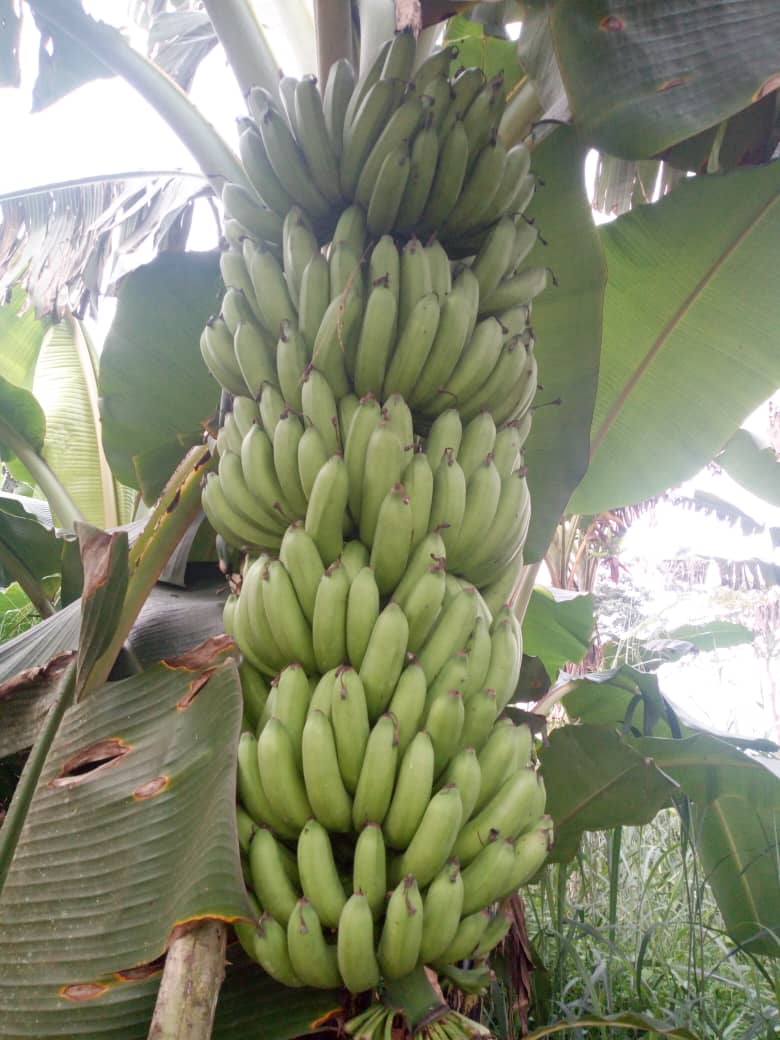banane-dessert-gabon – Terre de culture